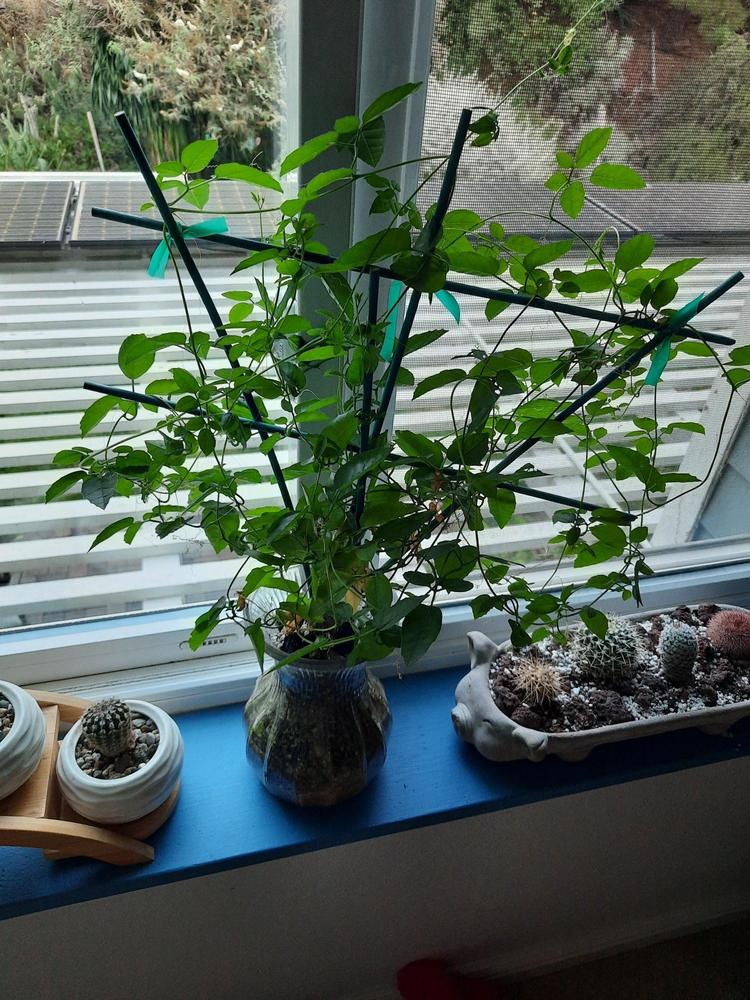 Must-Have Momordica Rostrata | Premium Quality | Planet Desert