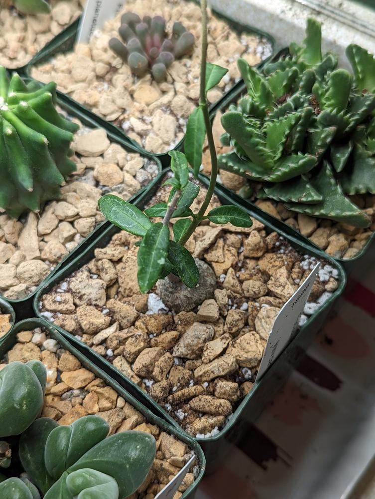 Shop For Fockea edulis var. capensis Succulent Online | Planet Desert