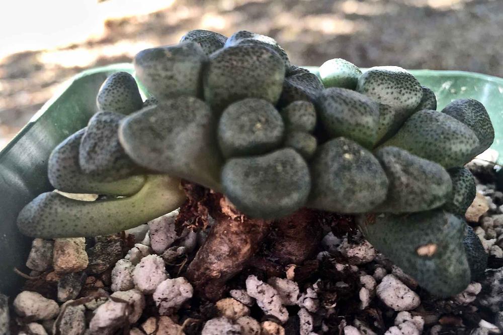 Aloinopsis Schooneesii Clumping Succulent | Planet Desert