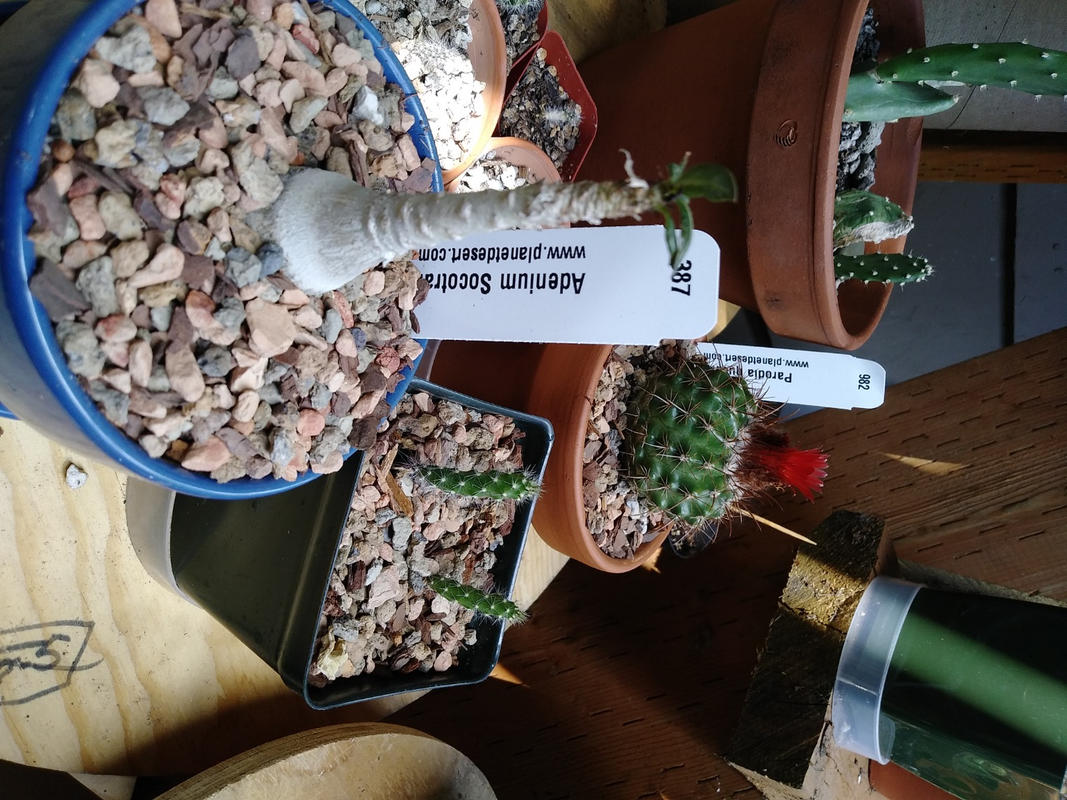 Adenium socotranum desert rose – Planet Desert