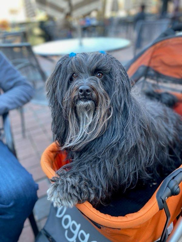 Dogger™ -The SUV of Dog Strollers | Dog Quality