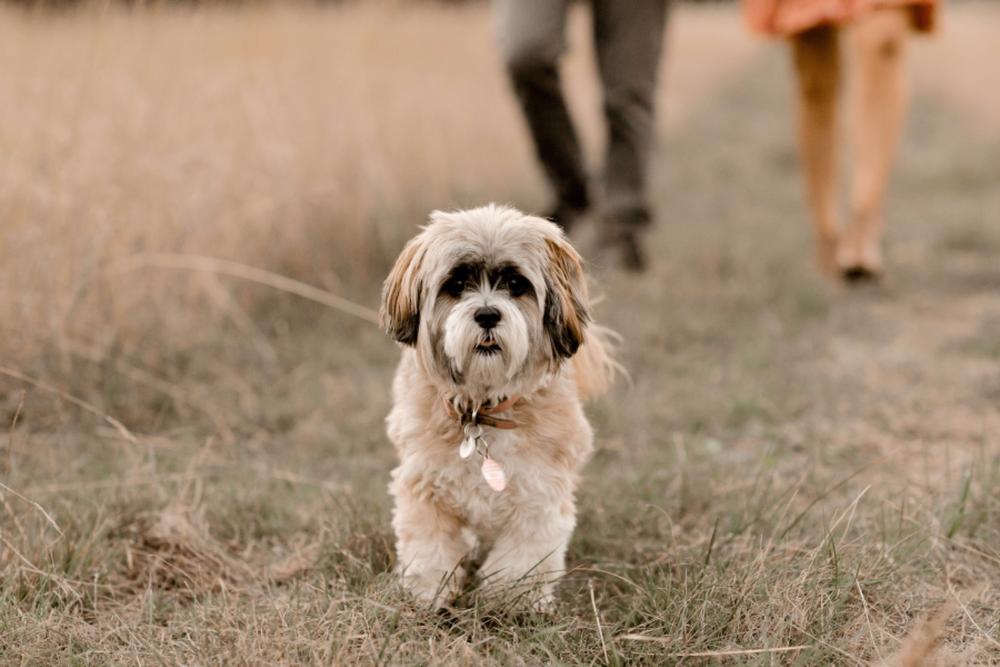 DOG Crumble – DOG by Dr Lisa