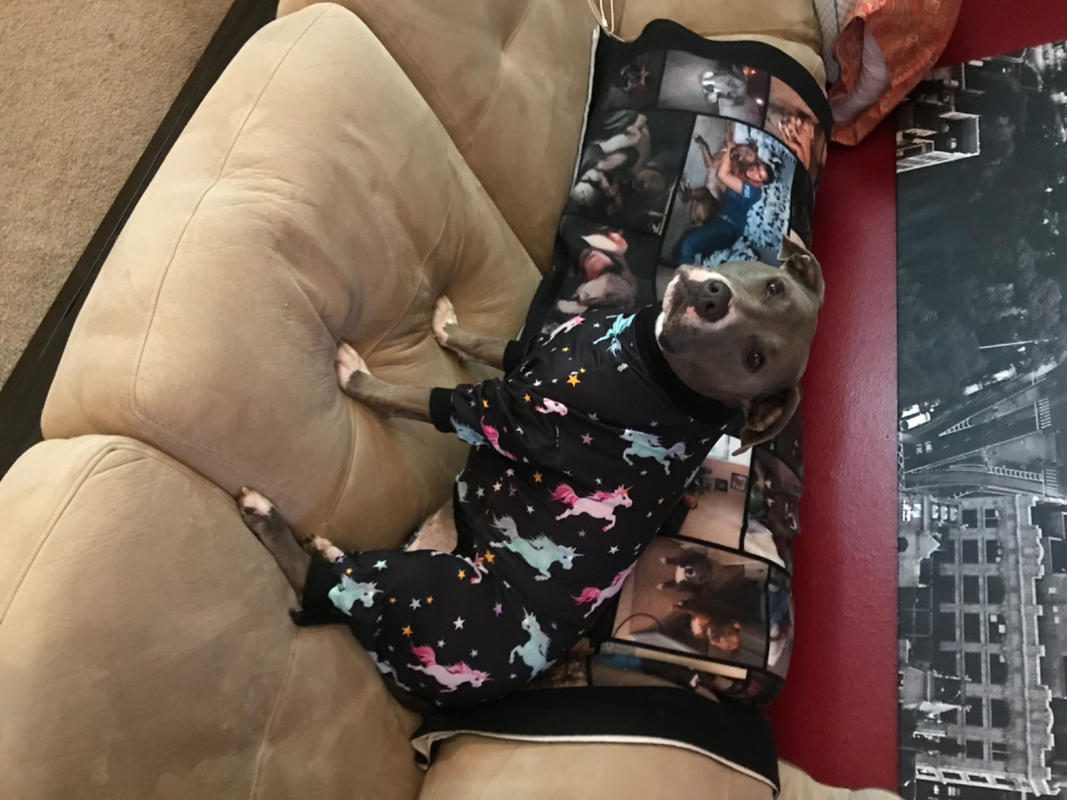 Unicorn Dog Pajamas – Tooth & Honey