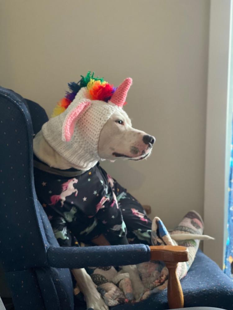 Unicorn Dog Pajamas – Tooth & Honey