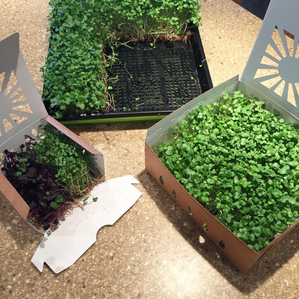 1020 Mesh Shallow Extra Strength Trays - 1" Deep - Customer Photo From ...