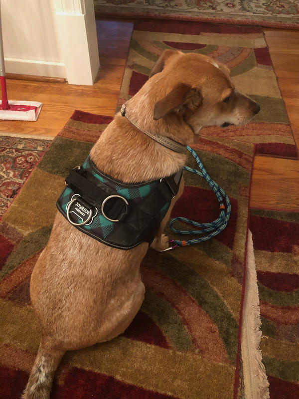 Discount Limited Edition Harness – Joyride Harness