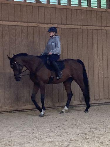 Kavallerie Front Riser Gel Pad | Prevent Saddle Bridging and Sore Back