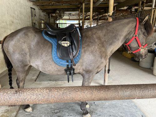 Kavallerie Front Riser Gel Pad | Prevent Saddle Bridging and Sore Back