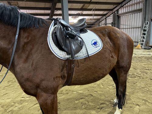 Kavallerie Gel Half Pad | Prevent Saddle Bridging or Sore Back