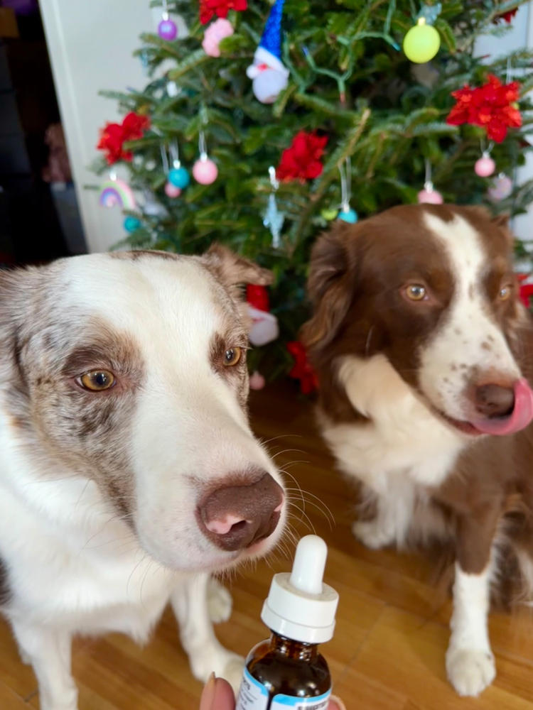 Zen Drops - CBD 500MG for Dogs & Cats – Zen Frenz