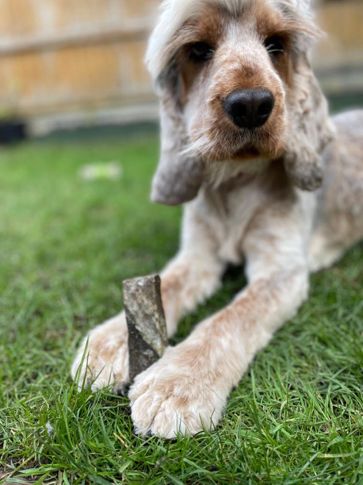 Fish Skin Throw Sticks