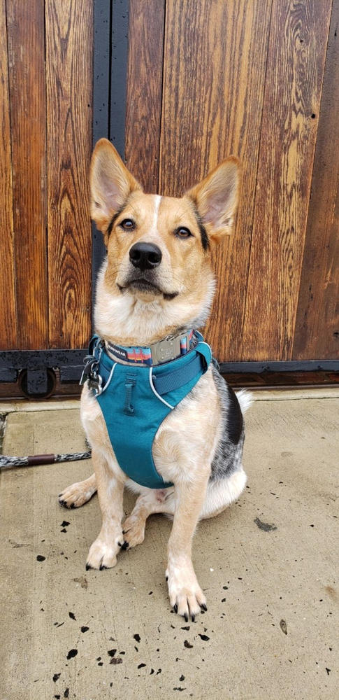 Front Range® Harness | Comfortable Everyday Dog Harness | Ruffwear