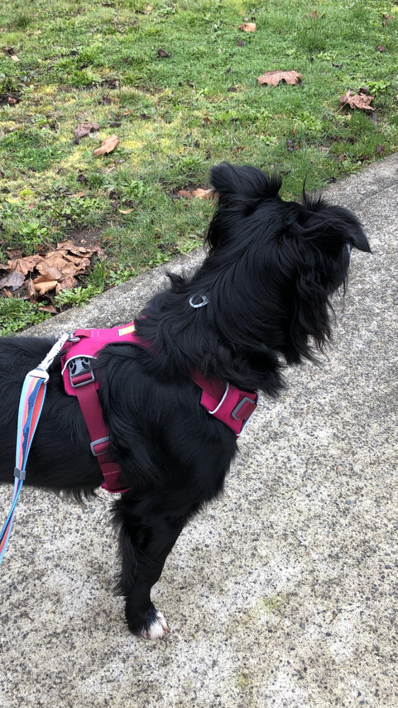 Front Range® Harness | Comfortable Everyday Dog Harness | Ruffwear