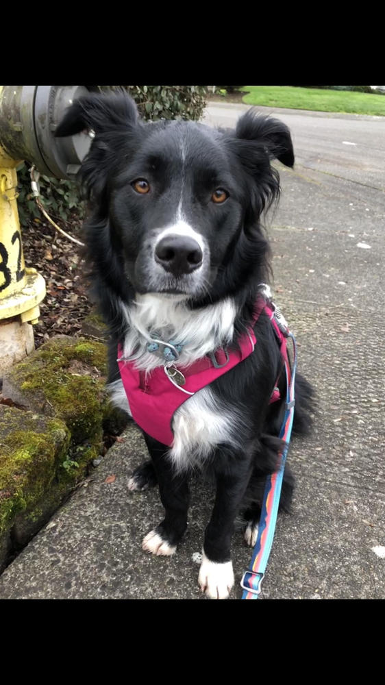 Front Range® Harness | Comfortable Everyday Dog Harness | Ruffwear