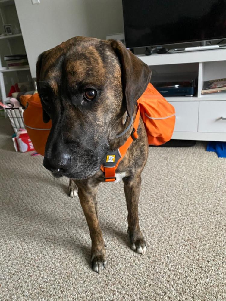 Approach™ Dog Backpack | Pack for Dogs | Ruffwear