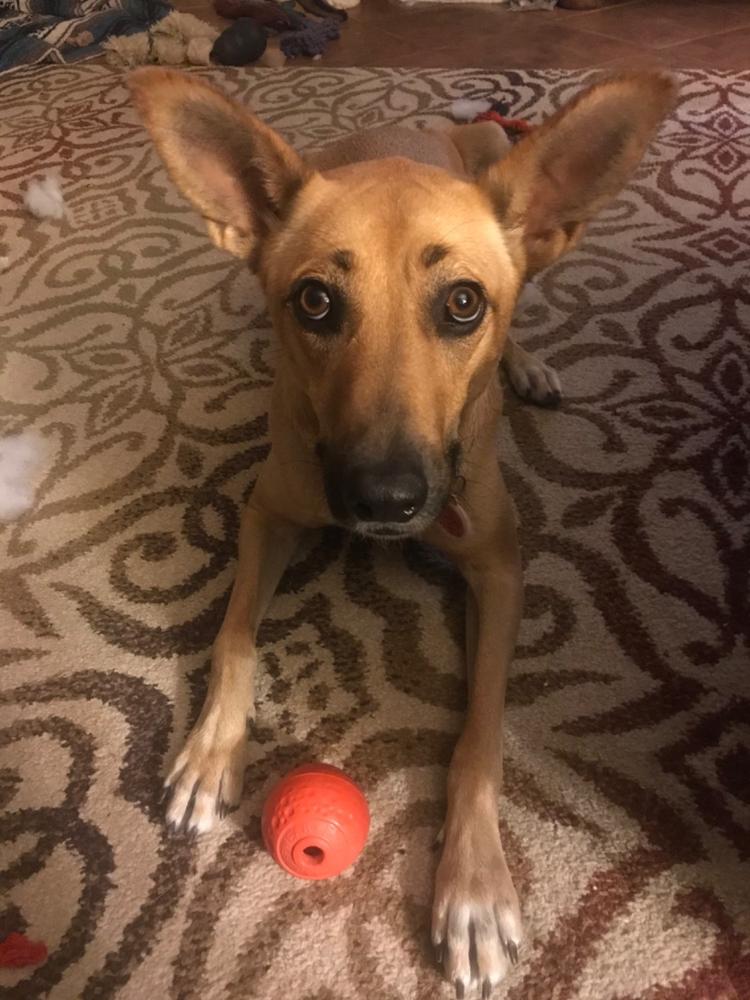 Turnup™ | Interactive Rubber Dog Fetch Toy | Ruffwear