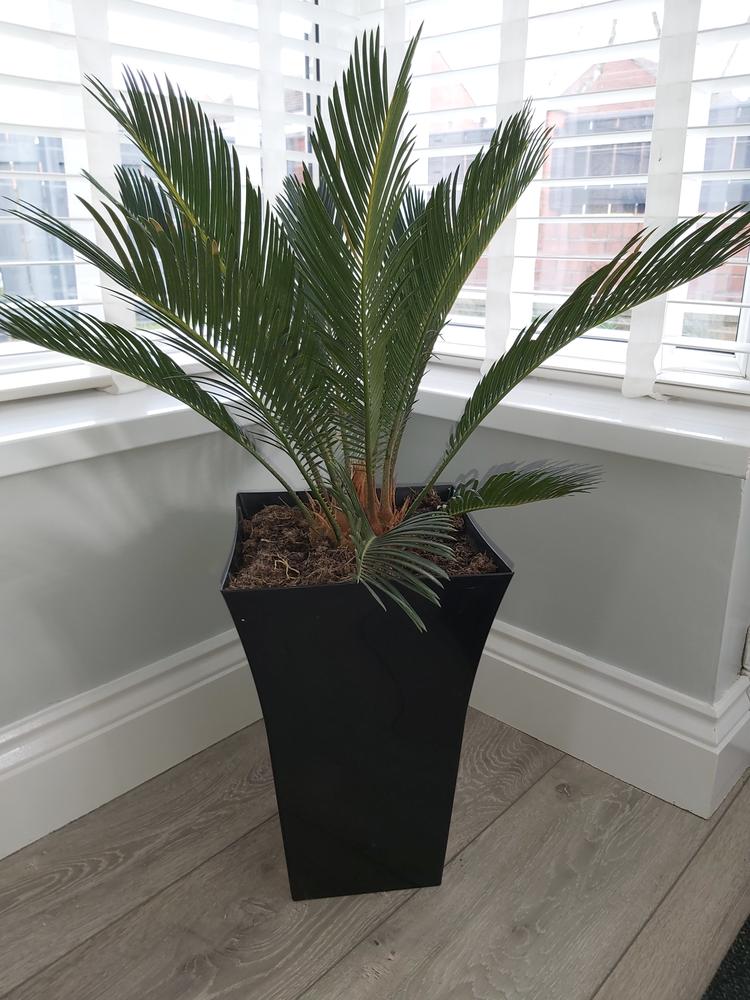 Pair of King Sago Palm Trees Cycad Cycas revoluta 50 60cm with Fluted Black Planters