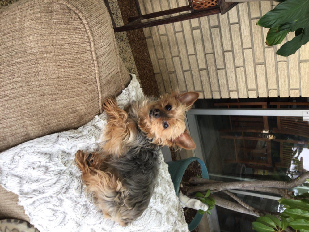 REMEDY: Tumors, Cysts and Infections for Dogs - CBD Dog Health