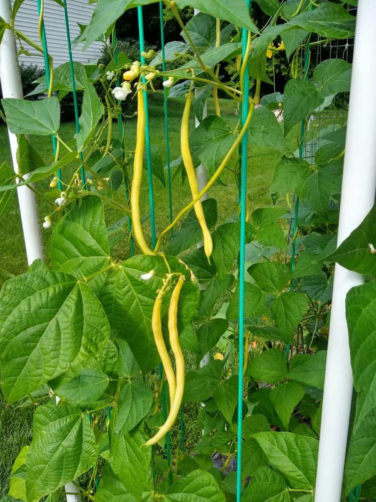 Monte Gusto Pole Bean (58 Days) Phaseolus vulgaris