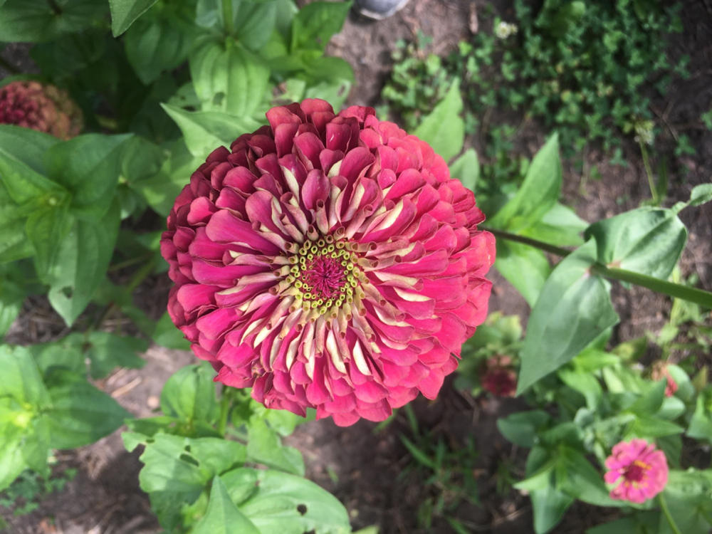 Queen Red Lime Zinnia