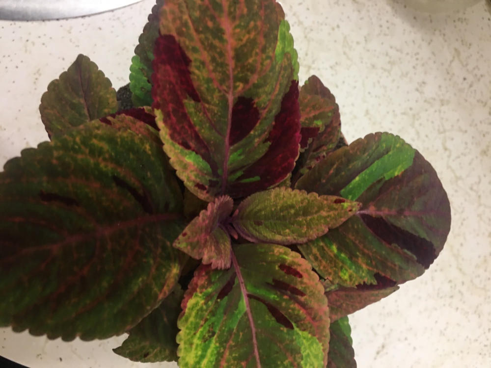 Mighty Mosaic Coleus