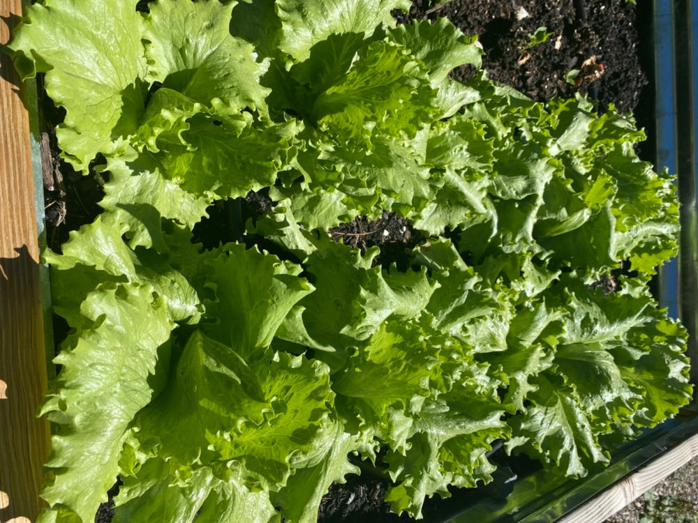 Summertime Lettuce (68 Days) – Pinetree Garden Seeds