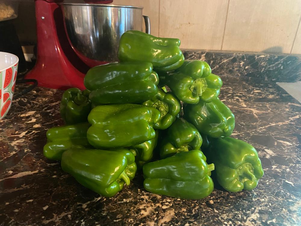 Takii's New Ace Pepper (F1 Hybrid 62 Days) – Pinetree Garden Seeds