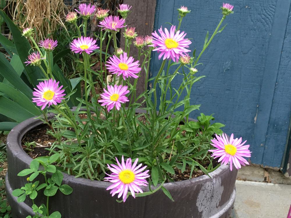 Alpine Aster Mix – Pinetree Garden Seeds