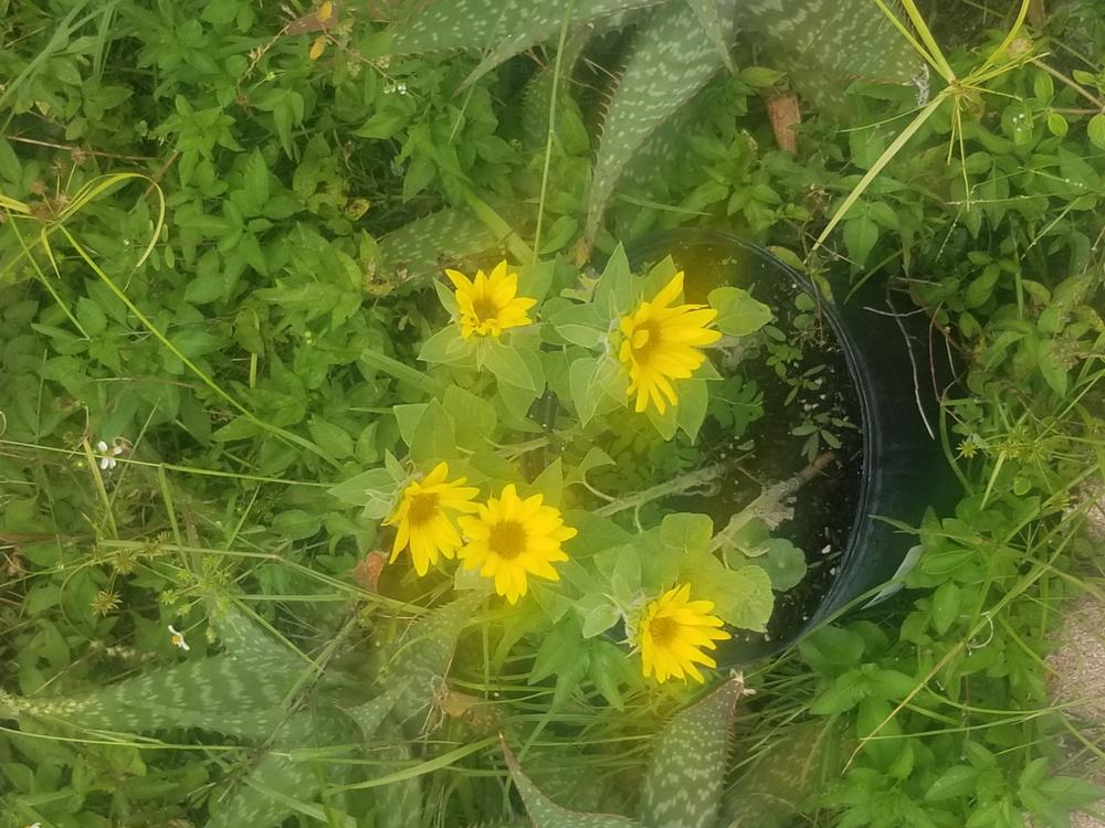 Pinetree Garden Seeds