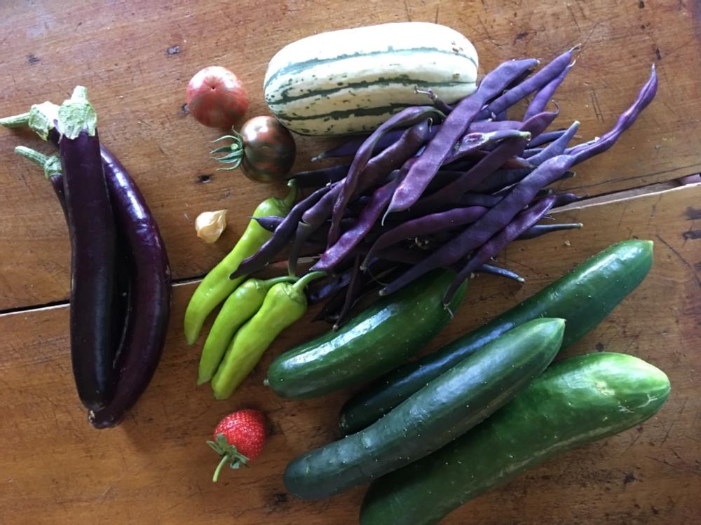 Beit Alpha Cucumber (F1 Hybrid 52 Days) – Pinetree Garden Seeds