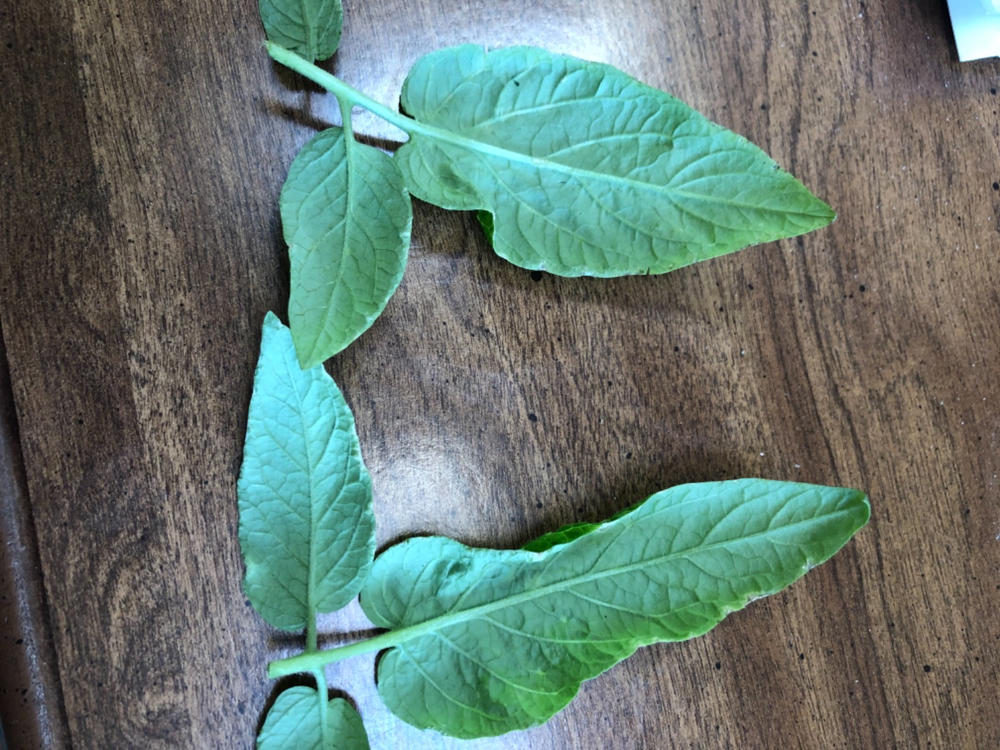 Climbing Triple Crop Tomato (80 Days)