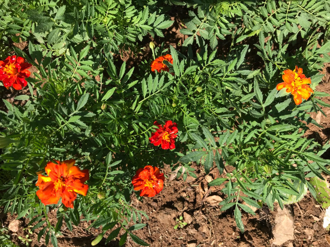 Safari Red Marigold