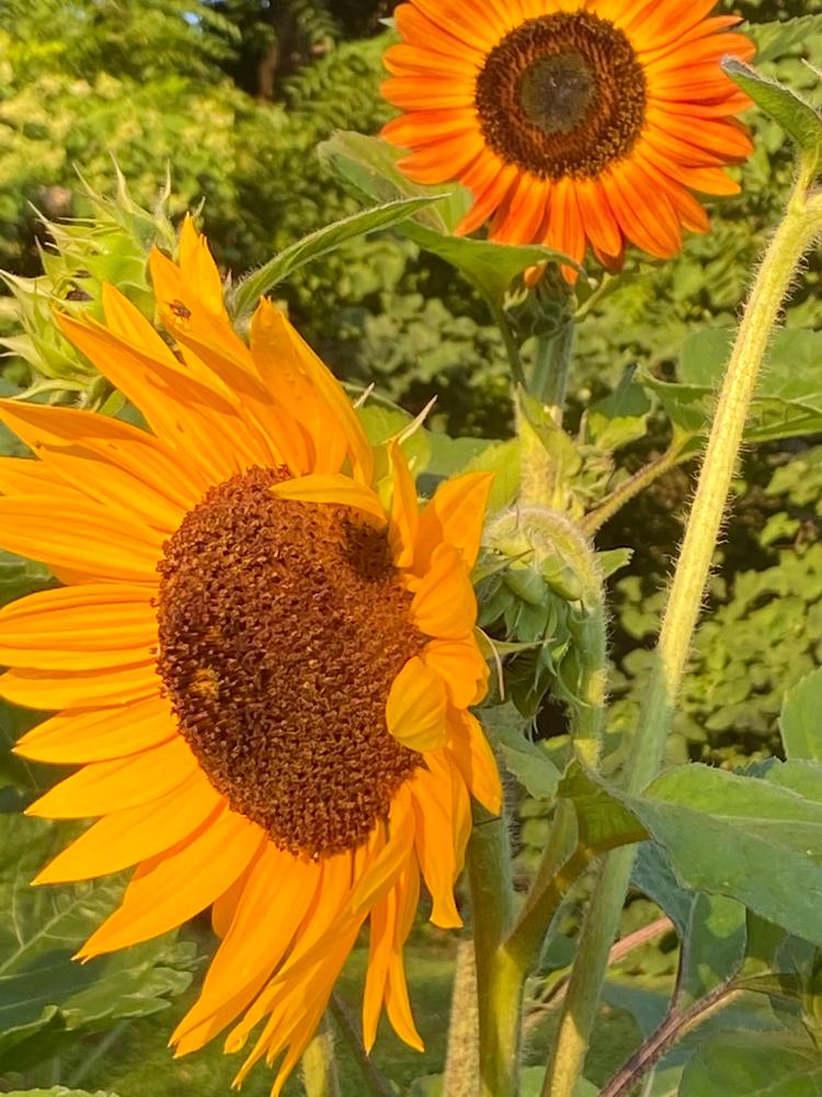 Autumn Beauty Sunflower