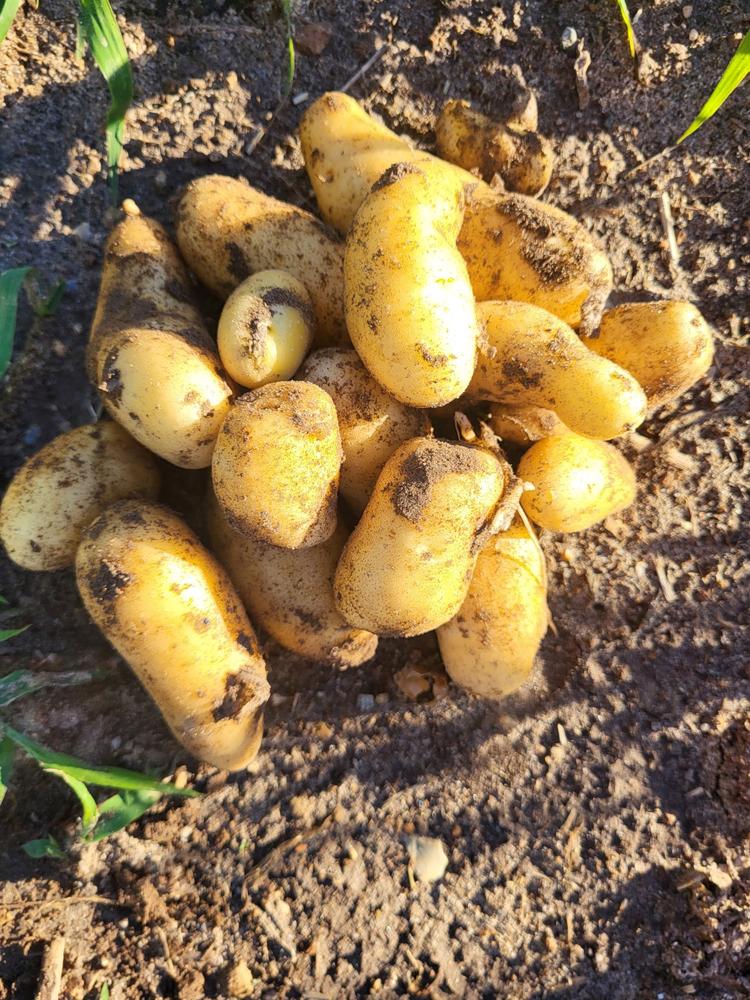Potato Fingerling 'Russian Banana'