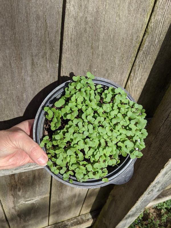 Red Russian Kale Microgreens (1oz)
