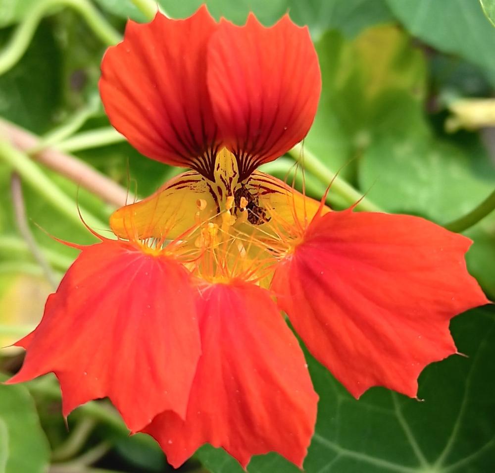 Phoenix Nasturtium – Pinetree Garden Seeds