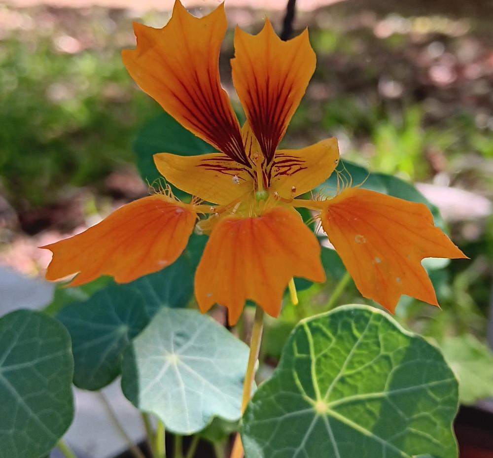 Phoenix Nasturtium – Pinetree Garden Seeds