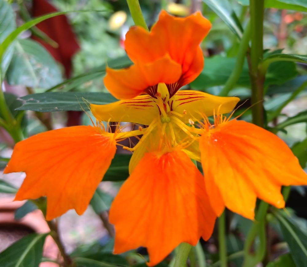 Phoenix Nasturtium – Pinetree Garden Seeds