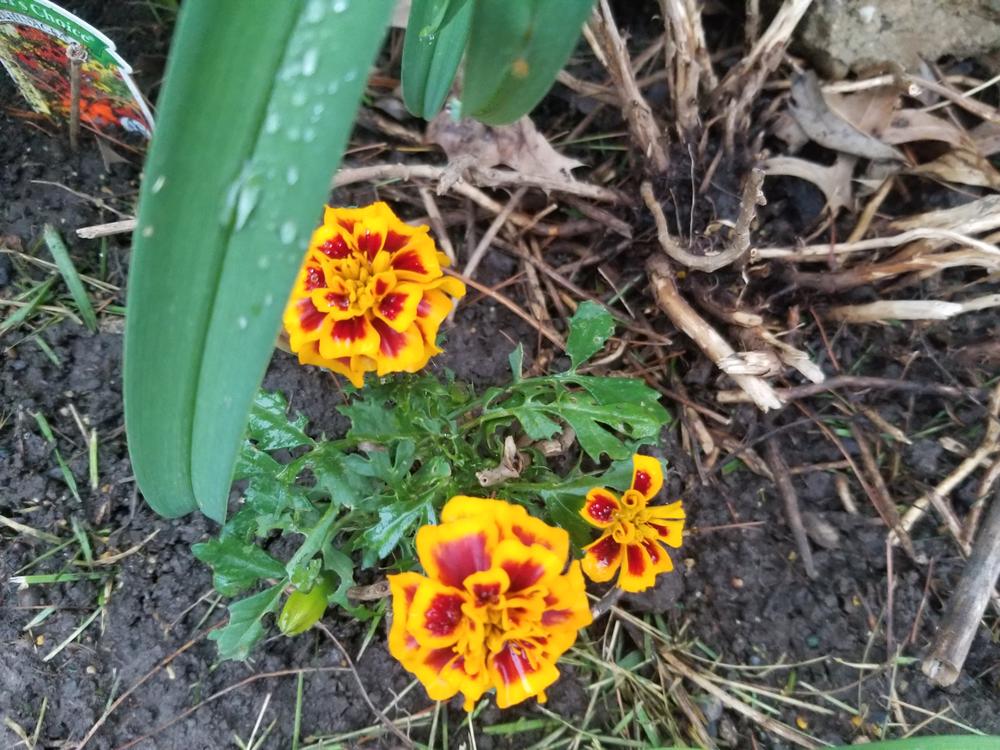 Fireball Marigold Tagetes patula
