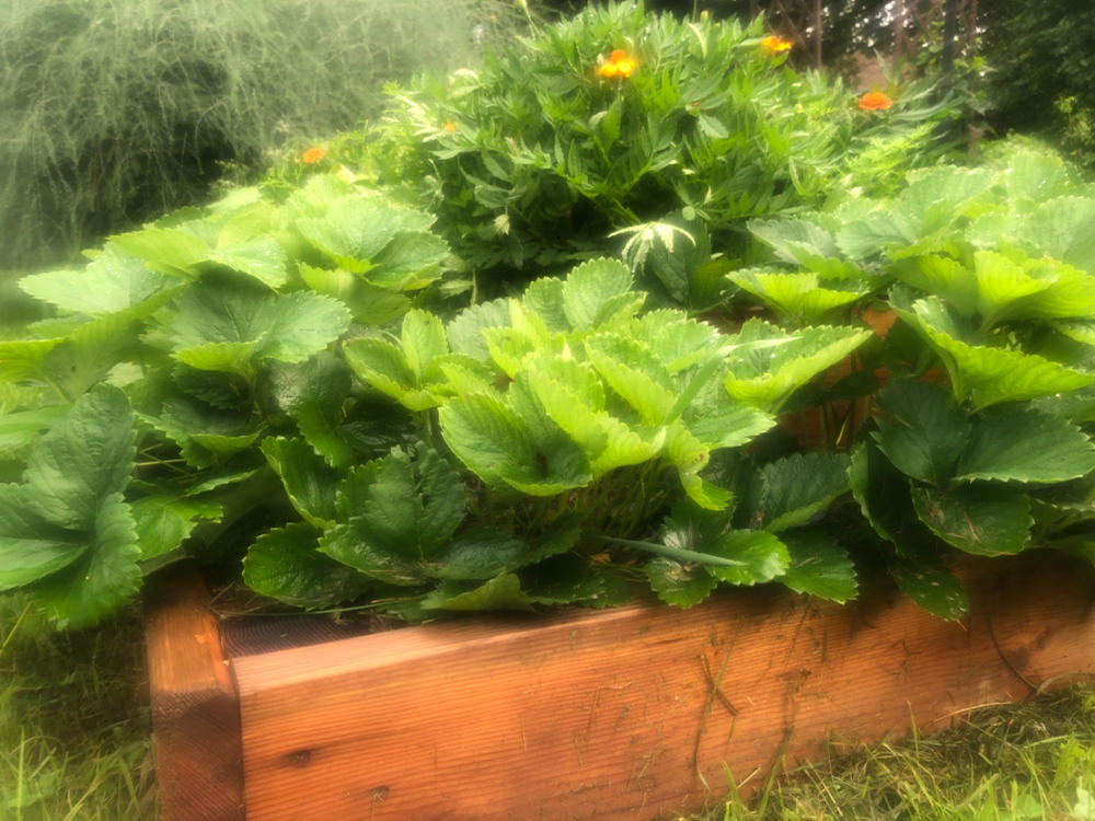 Strawberry 'Sparkle' – Pinetree Garden Seeds