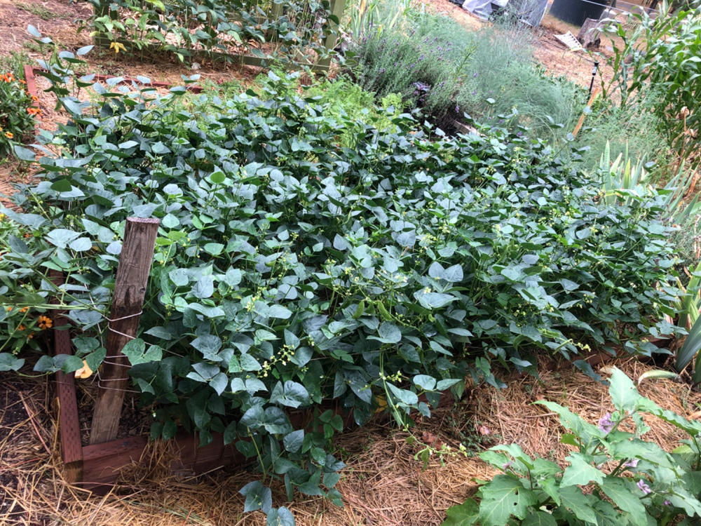 Jackson Wonder Lima Bean (65-70 Days) – Pinetree Garden Seeds