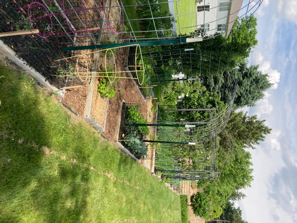 Thalia Dill (Organic) – Pinetree Garden Seeds