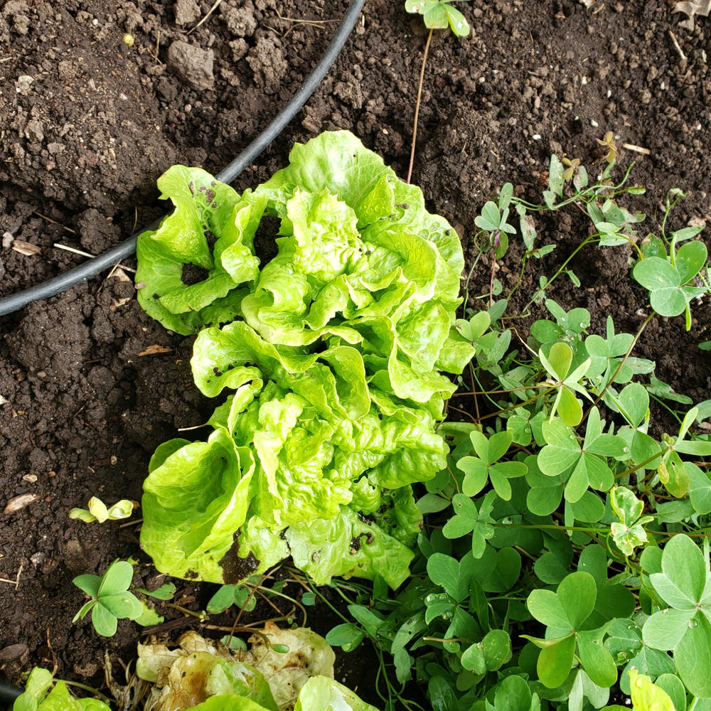 Tennis Ball Lettuce (Heirloom, 50 Days ) – Pinetree Garden Seeds