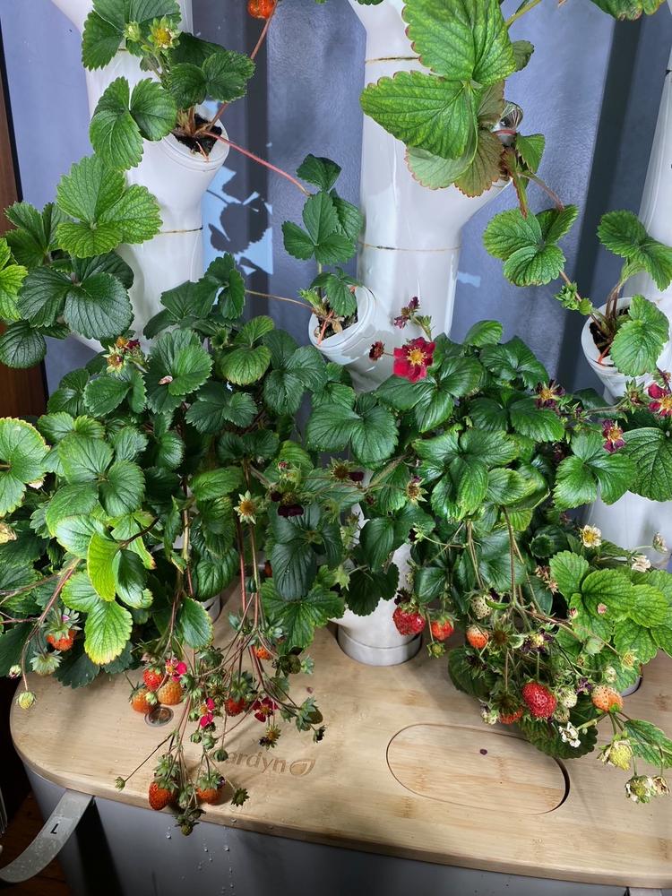 Rainbow Treasure Strawberry (F1 Hybrid) – Pinetree Garden Seeds