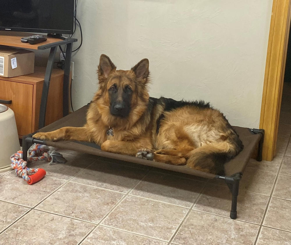 Miracle brush for dogs store