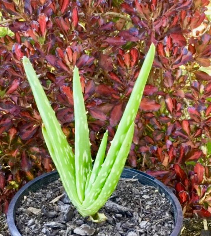Organic Aloe Perryi plant – herbcottage
