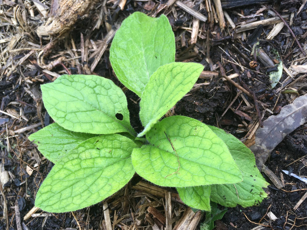 Organic Coriander Perennial (Sawtooth/Mexican) | Eryngium foetidum