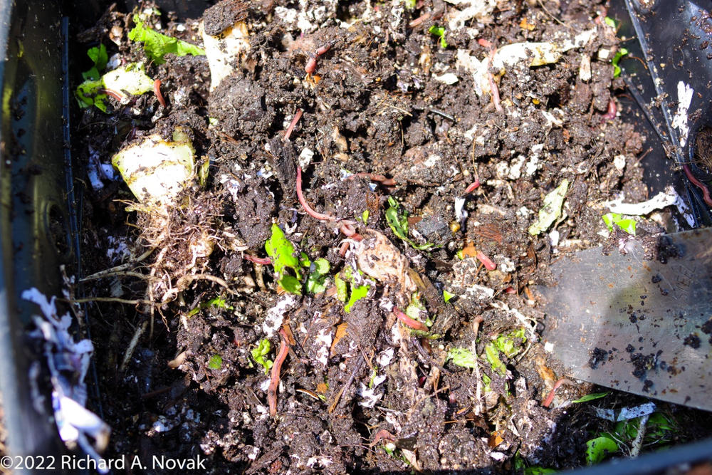 250 Red Composting Worm Mix. - Uncle Jim's Worm Farm