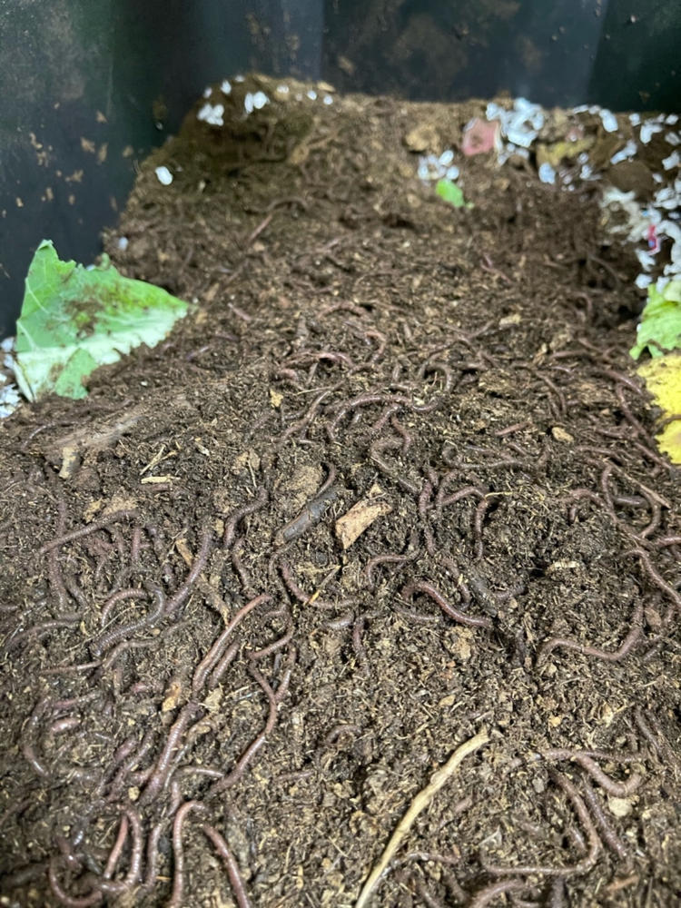 Worm Ranch Kit - FREE SHIPPING* - Uncle Jim's Worm Farm