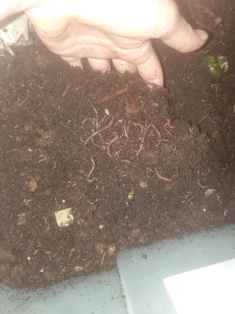 Worm Ranch Kit - FREE SHIPPING* - Uncle Jim's Worm Farm